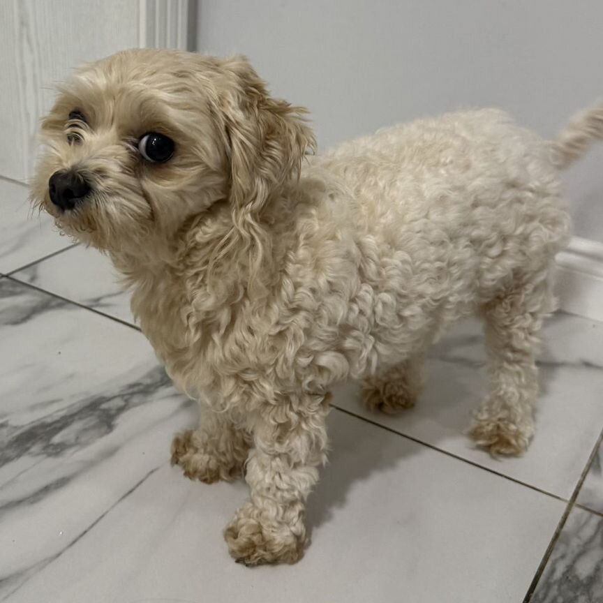 Мальтипу, щенок