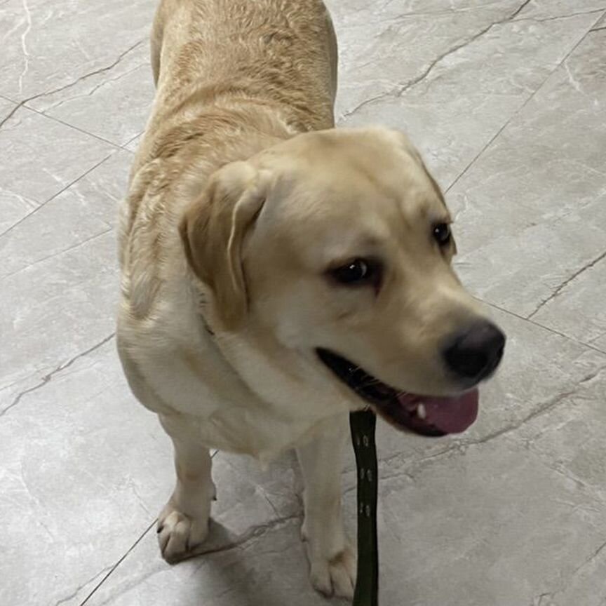 Лабрадор-ретривер, щенок