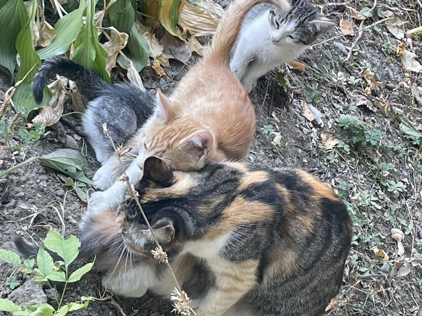 Котята в добрые руки