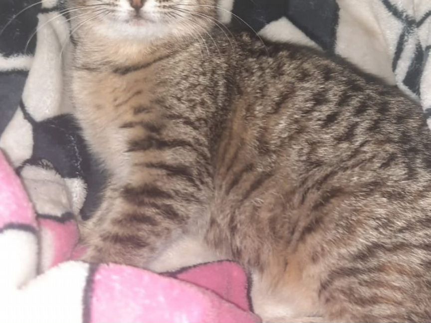 Кошечка Милаша