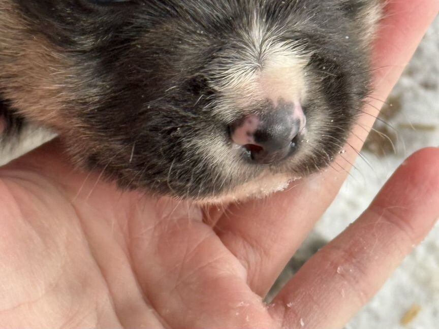 Щенки помесь немецкой овчарки