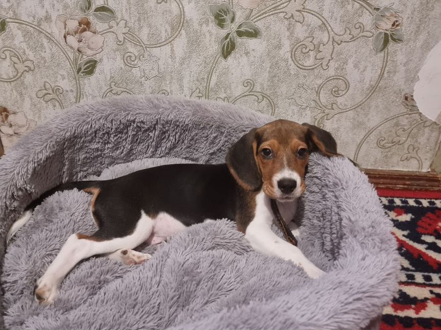 Щенки бигль