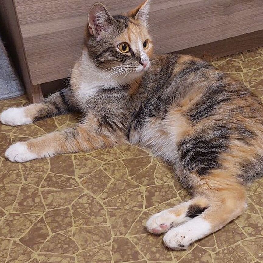 Кошка Трехцветка Бесплатно