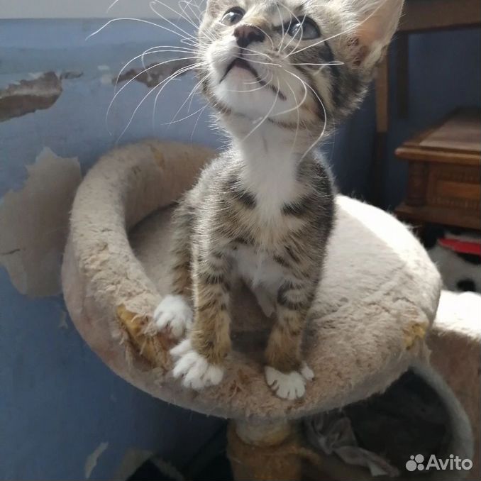 Тимка ищет дом