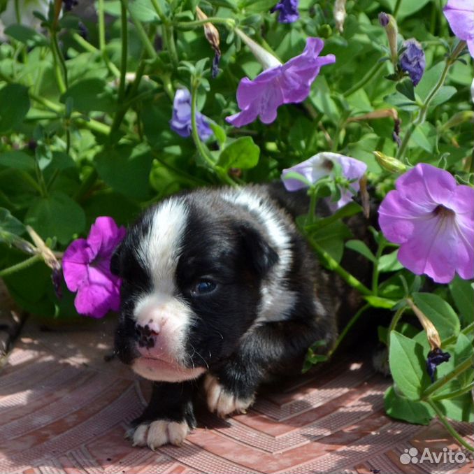 Щенки боксера рыжие и тигровые