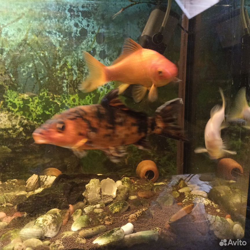 Карп Кои и две кометы