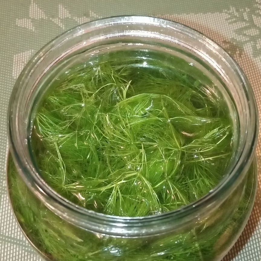 Роголистник в аквариум