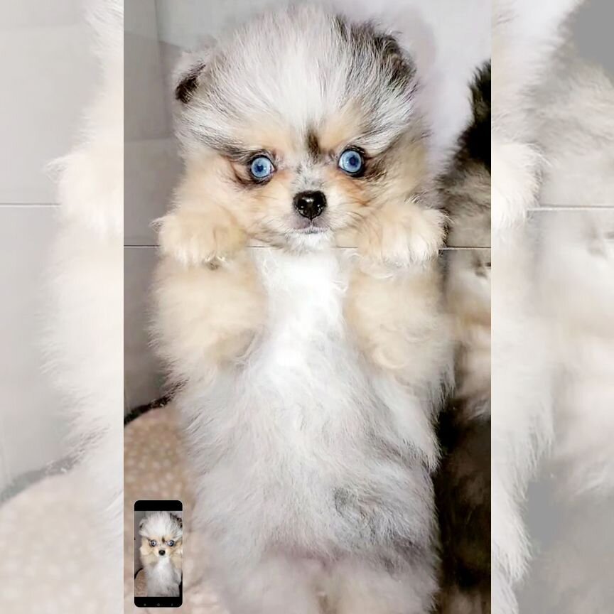 Померанский шпиц, щенок