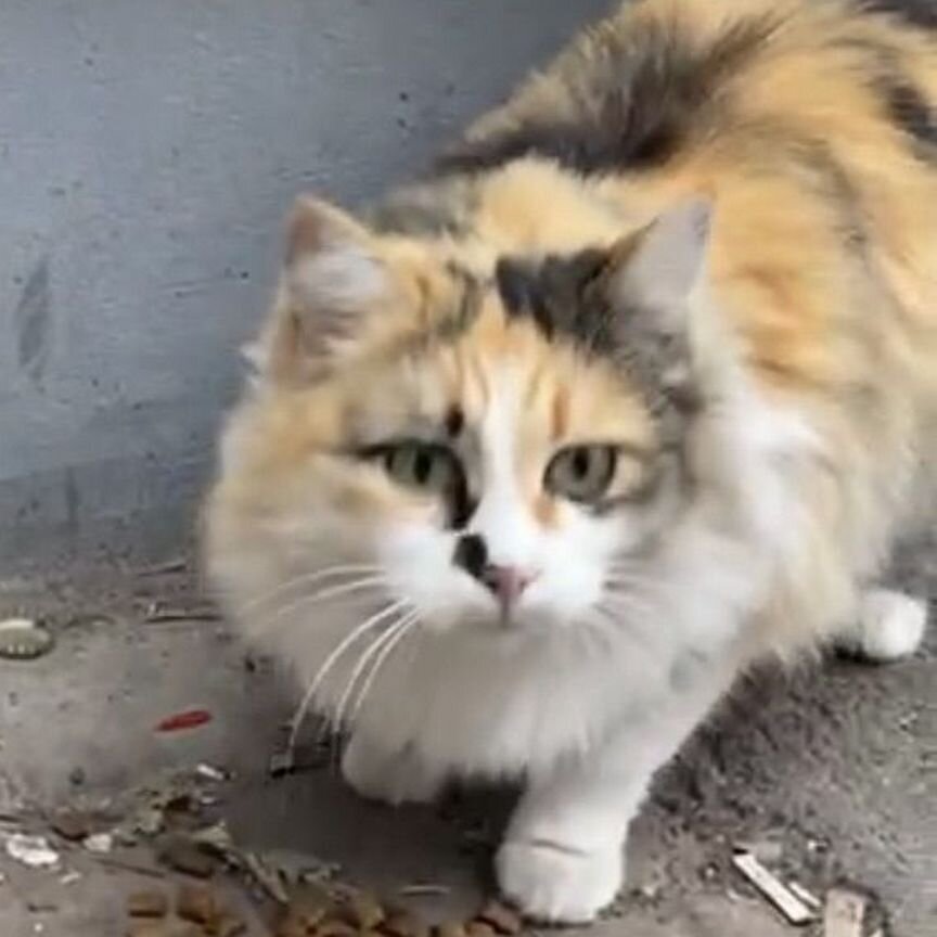 Шикарная кошечка мерзнет на улице