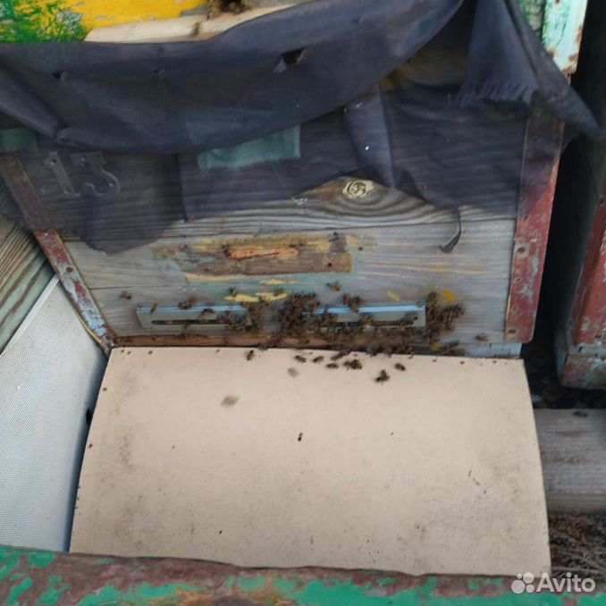 Пчелы карника