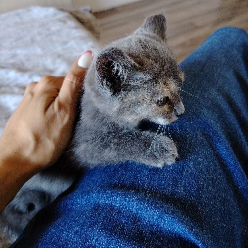 Котенок