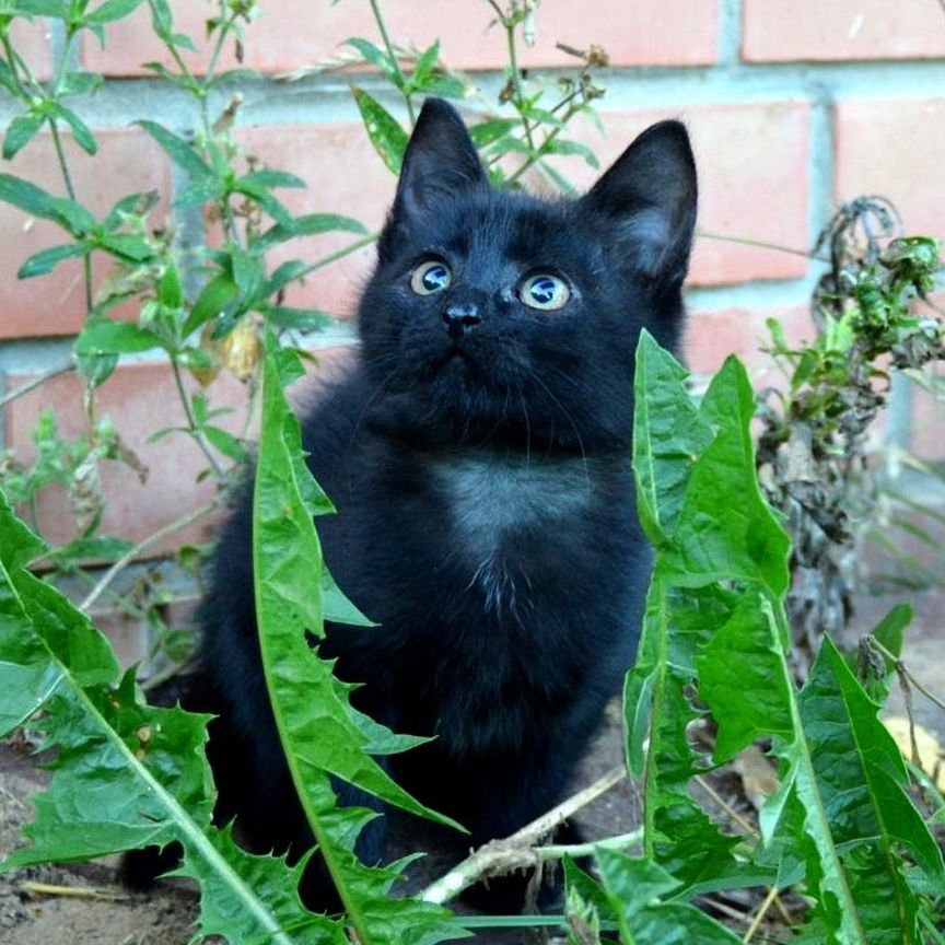 Кошечка Изольда в добрые руки