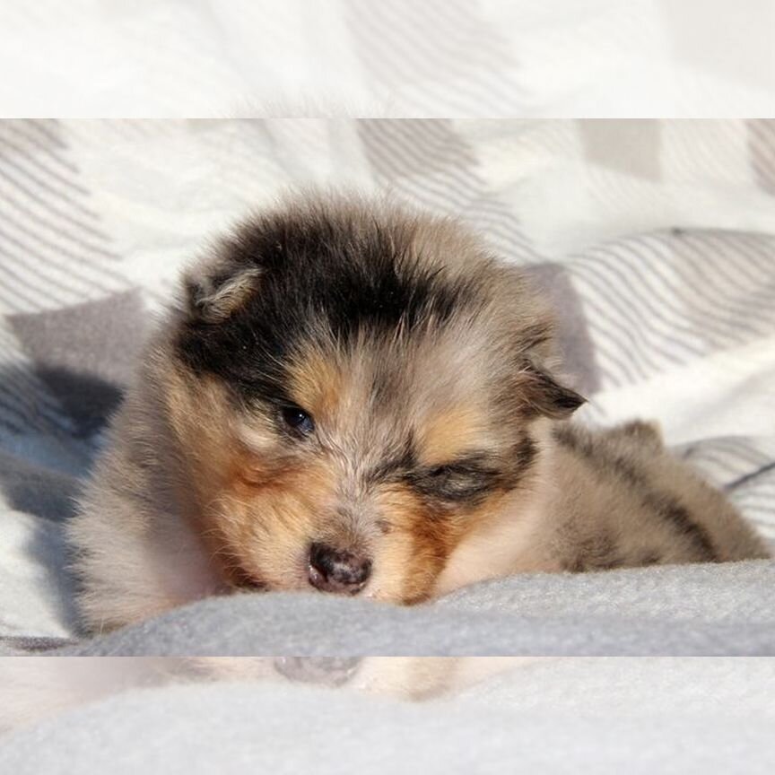 Колли, щенок