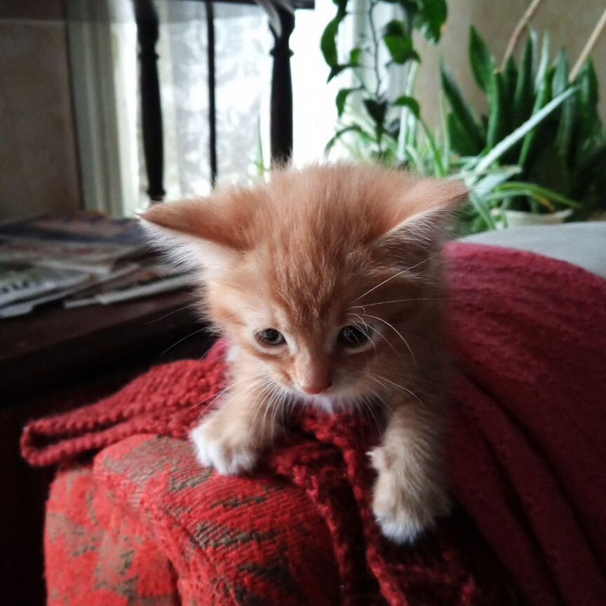 Рыжий котенок