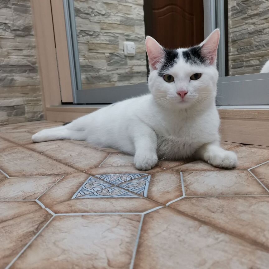 Умный котик, 6 месяцев