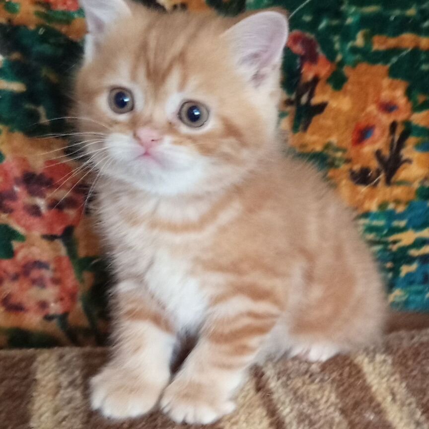 Шотландский котенок мальчик