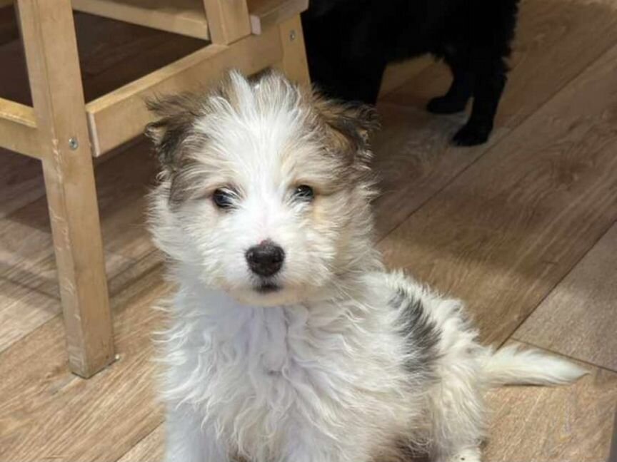 Щенки в хорошую семью бесплатно