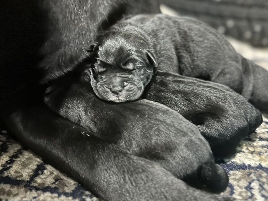 Щенки кане корсо