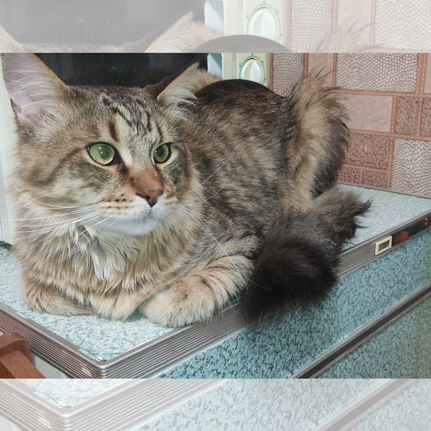 Взрослый кот от частного владельца