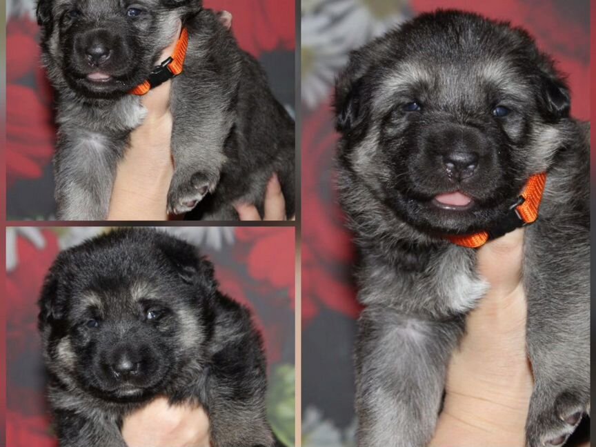 Щенки вео-восточно-европейской овчарки