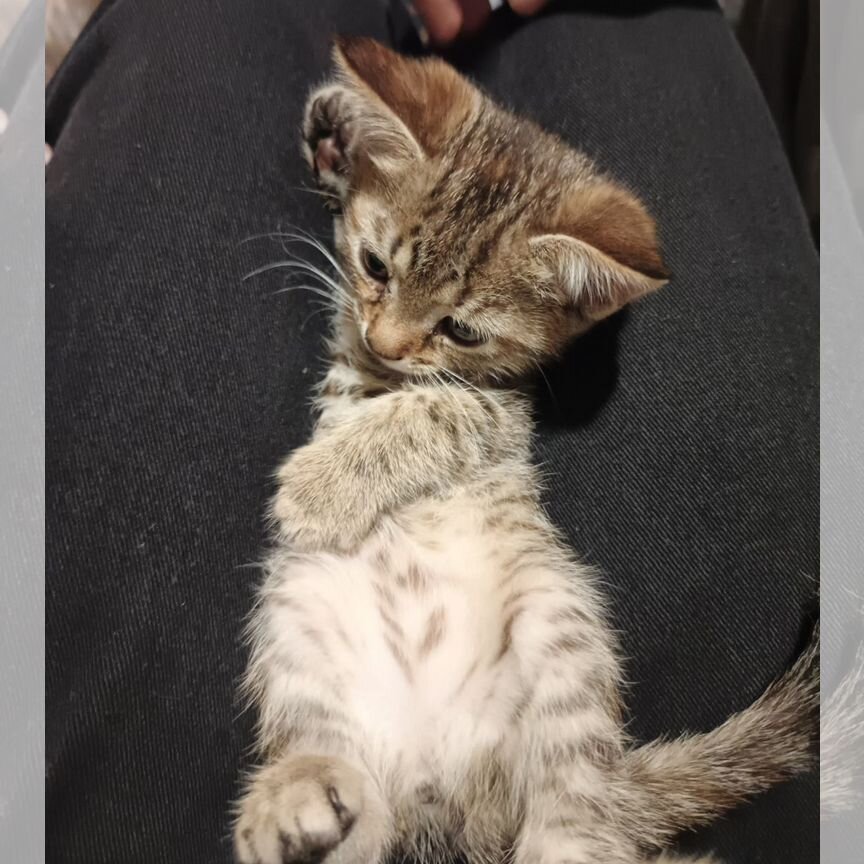 Отдаем котят в добрые руки