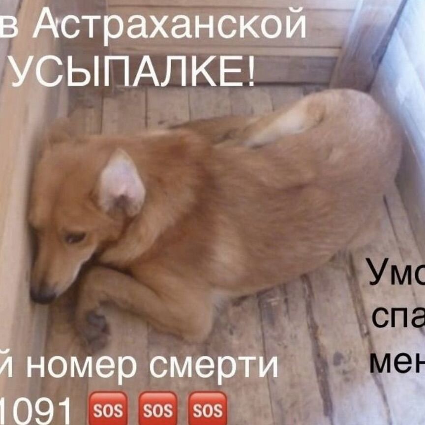 Спасите собаку от усыпления