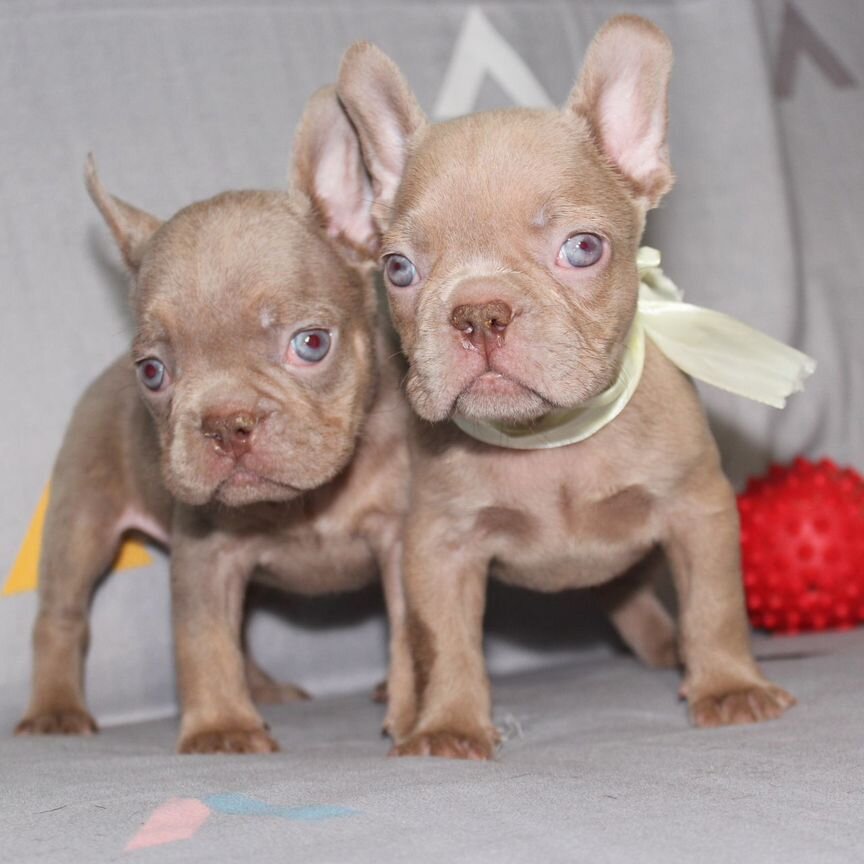 Бронь Изабелла Нью шейд солид