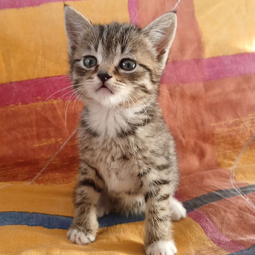 Котёнок в добрые руки