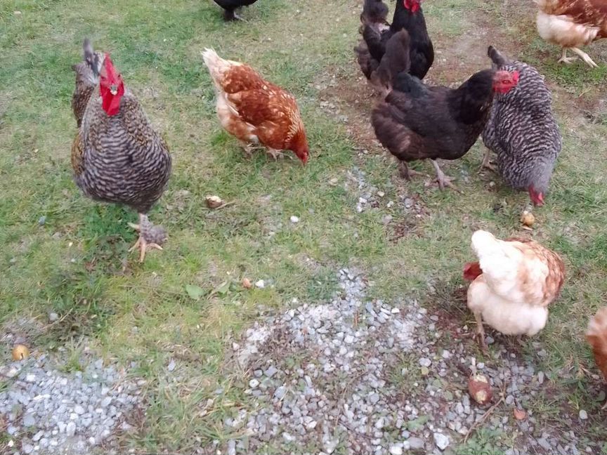 Куры молодки несушки