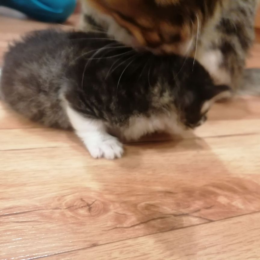 Отдам котят в добрые руки