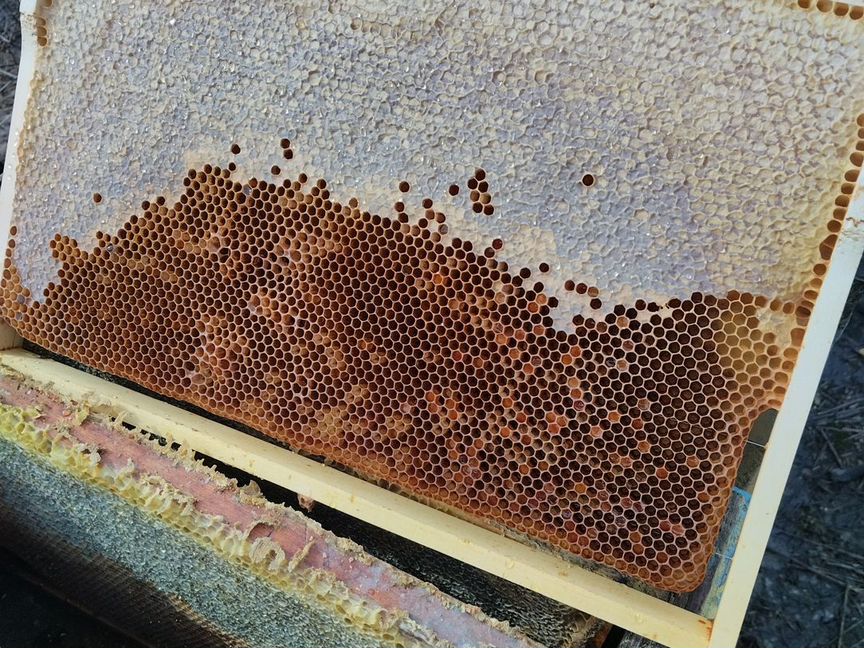 Продам пчелиные кормовые рамки дадан