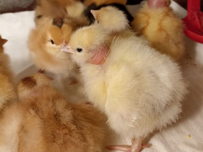 Продаю цыплят