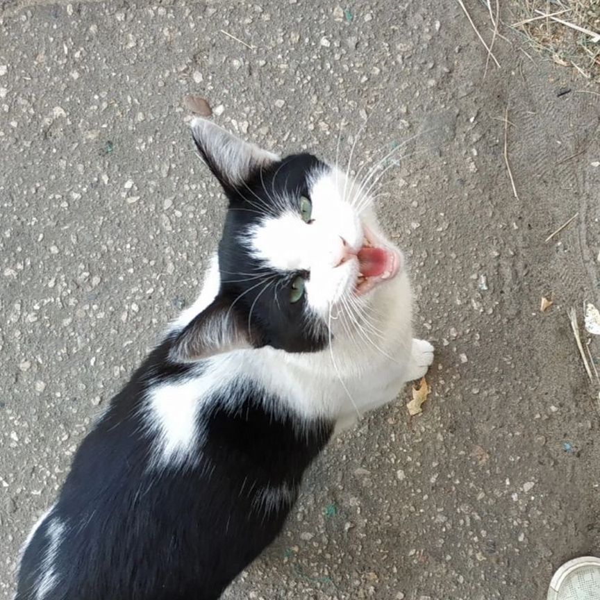 Помогите котику