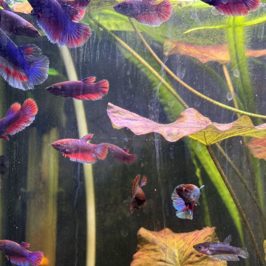 Рыбка петушок