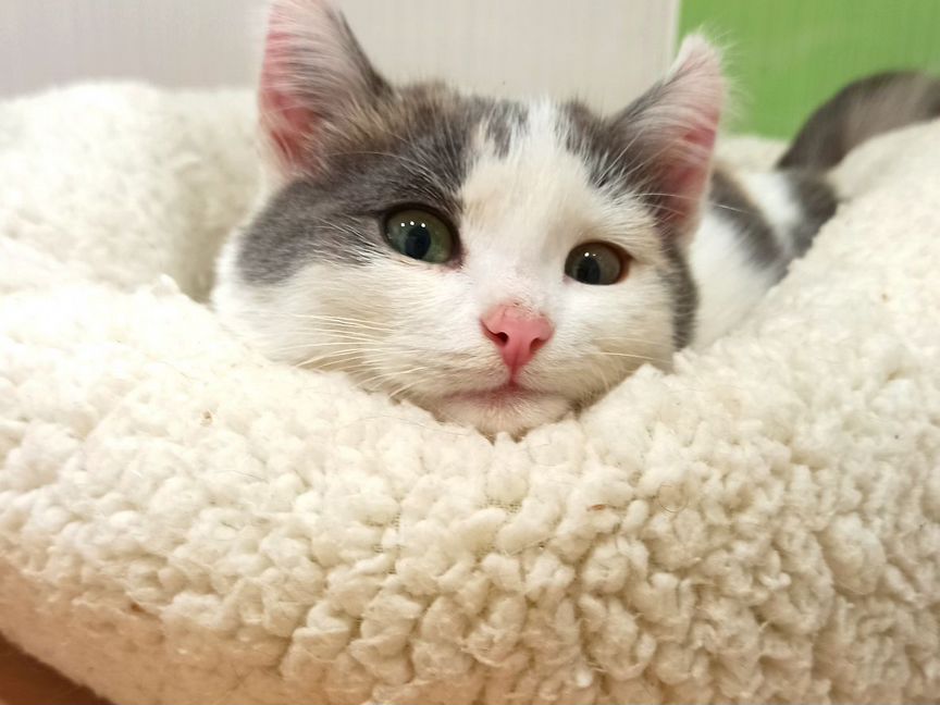 Котёнок восхитительная пышечка Перри ищет мампап