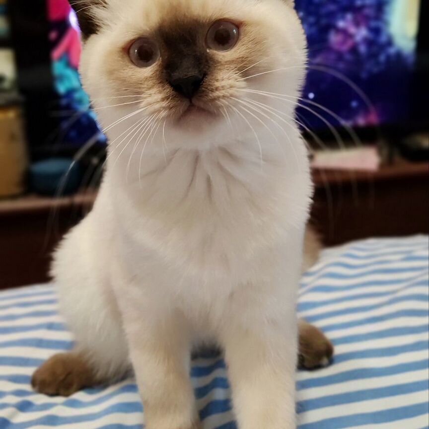 Породистый котенок мальчик