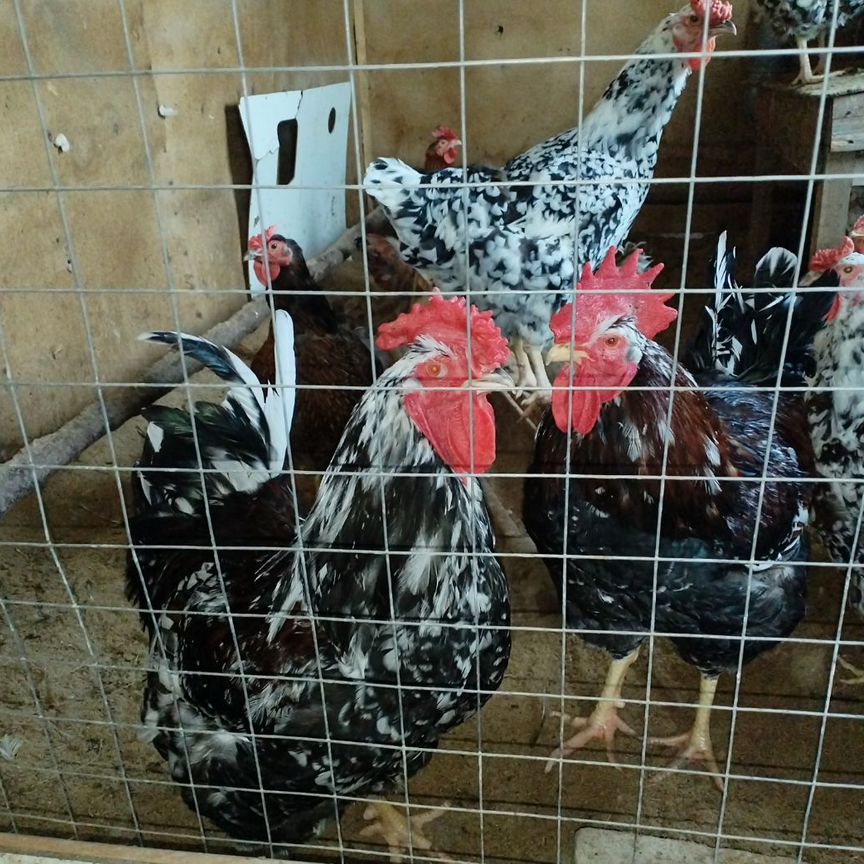 Петух на племя