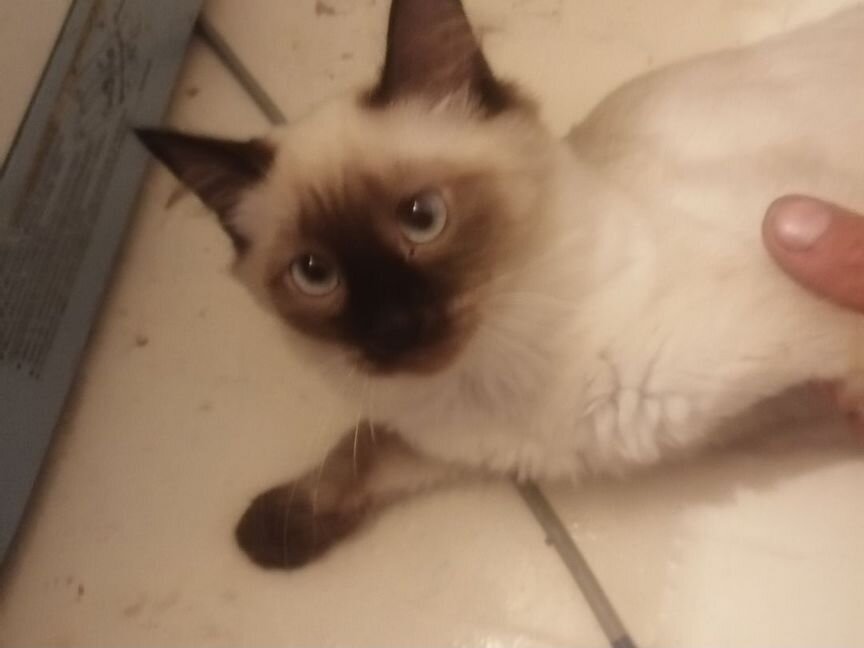 Сибирская сиамская кошка