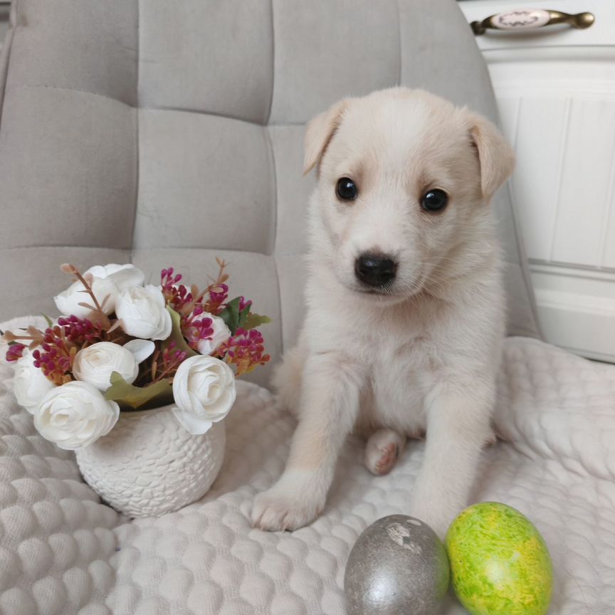 Щенок в добрые руки