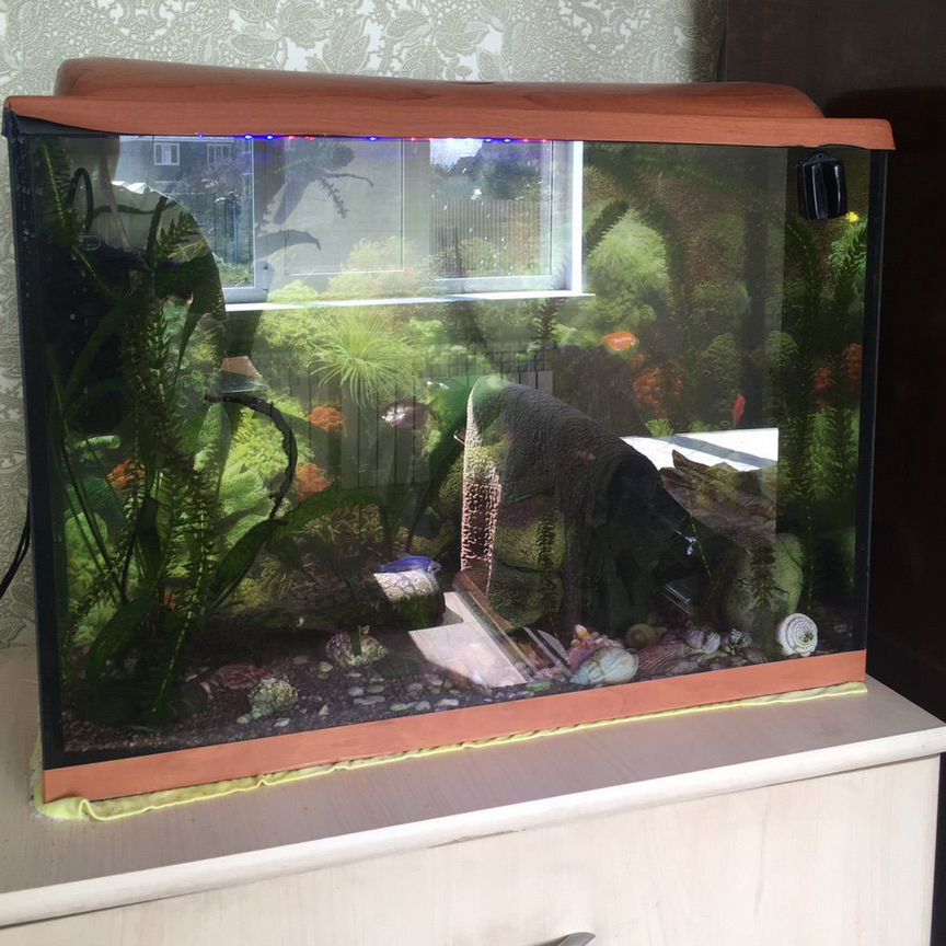 Аквариумные рыбки