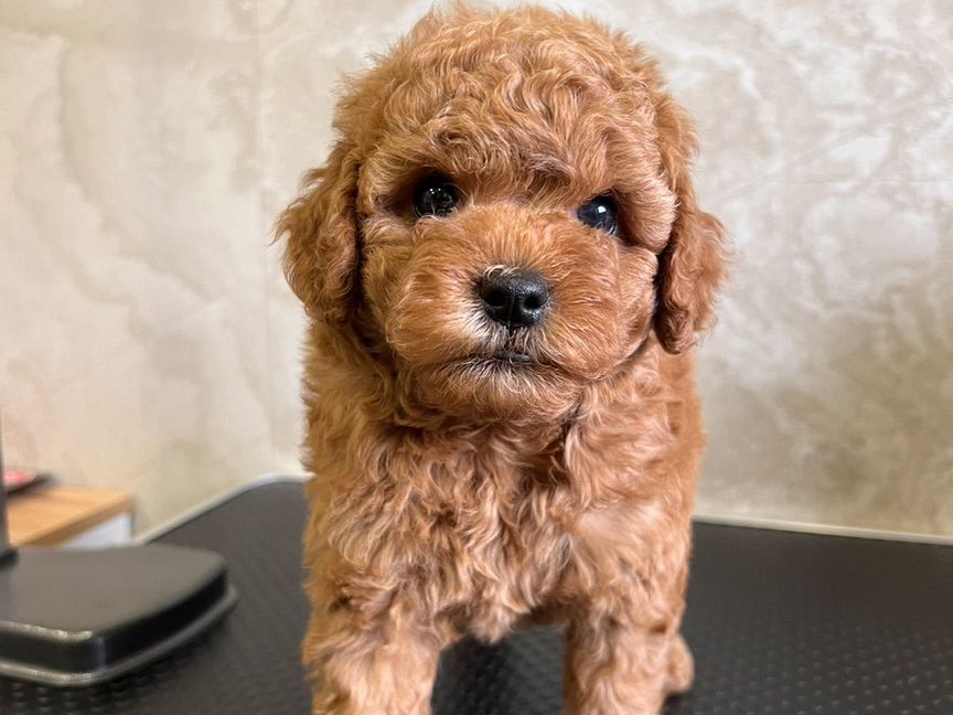 Той-пудель ред браун мальчик РКФ