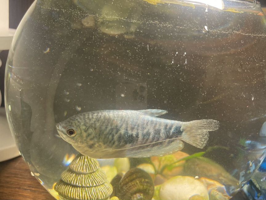 Рыбка гурами