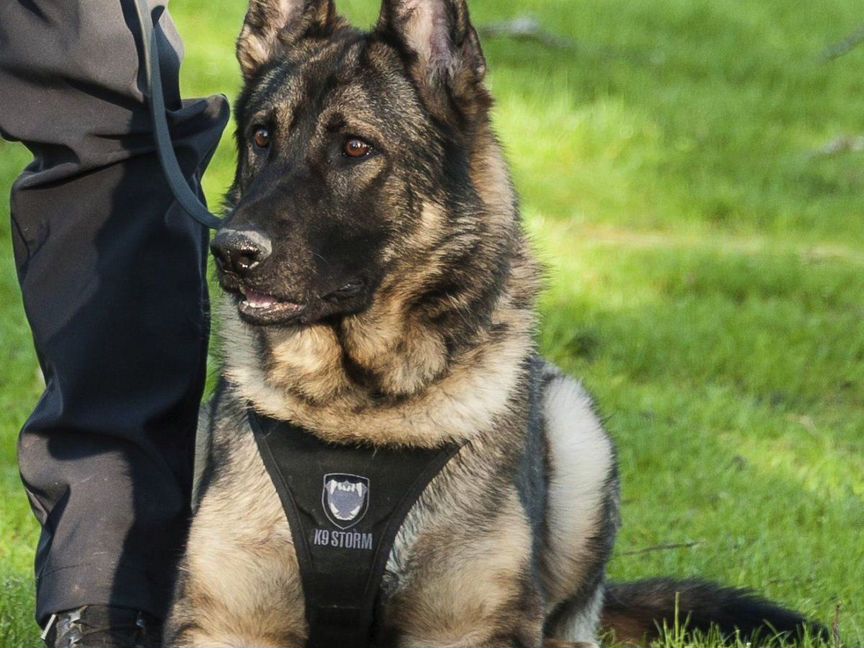 Вео -восточно-европейские овчарки - крупные щенки