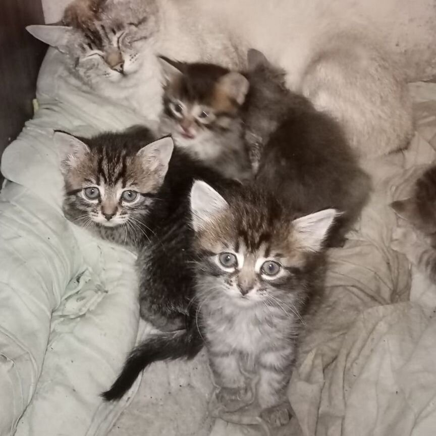 Сиамский котёнок