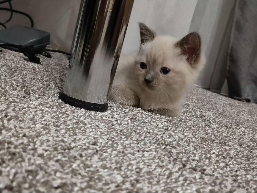 Котенок