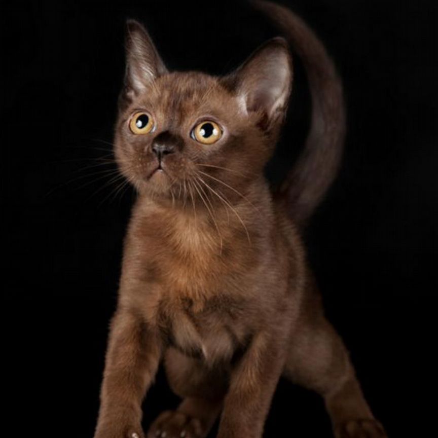 Бурманские котята