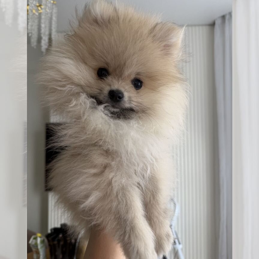 Померанский шпиц, щенок