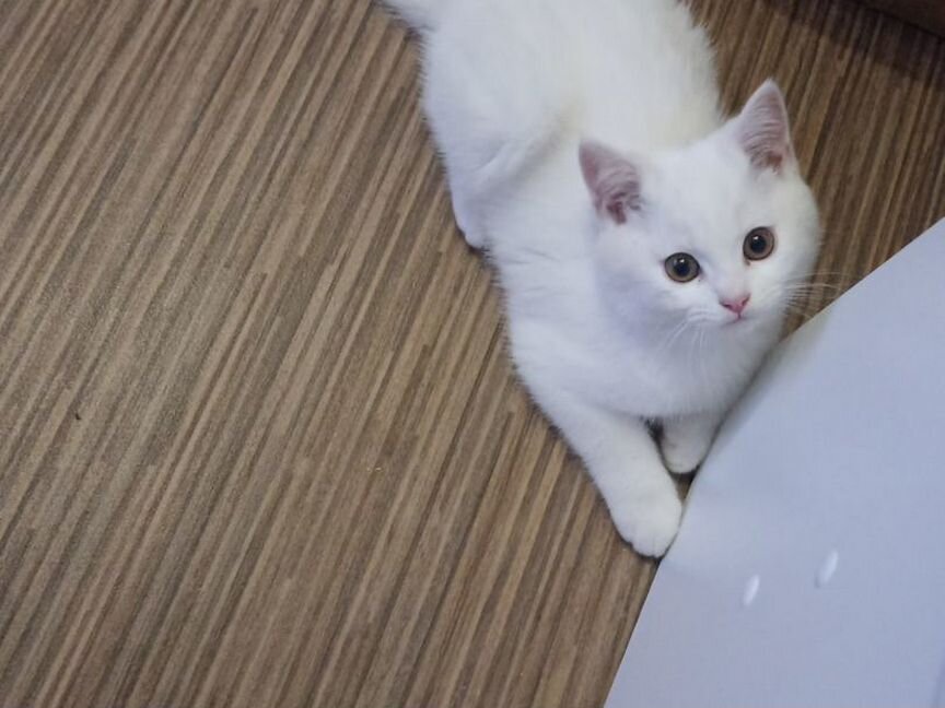 Домашние животные кошки бесплатно