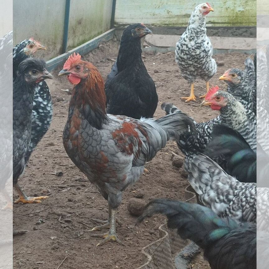 Молодые петушки