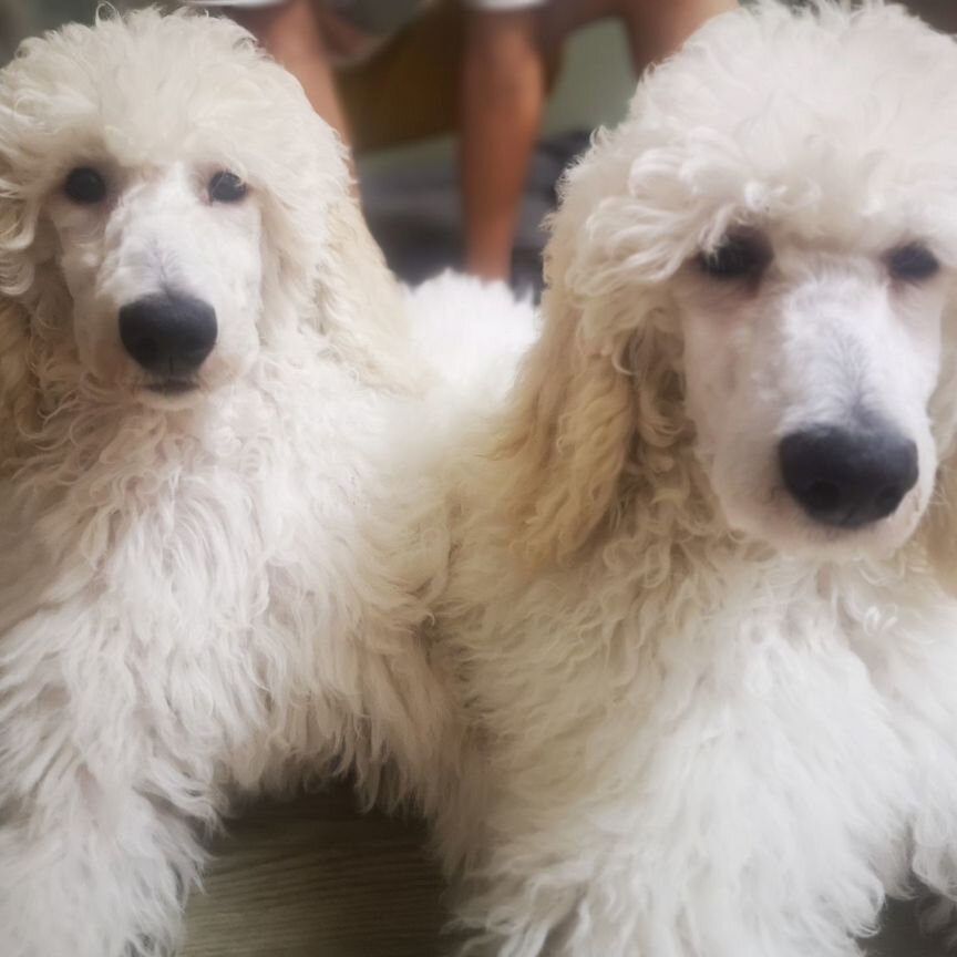 Щенки большого пуделя